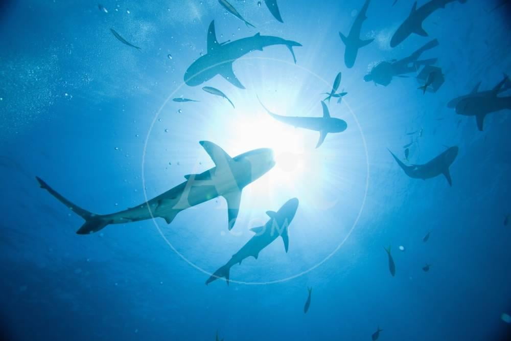 Scuba Diver and Caribbean Reef Sharks at Stuart Coves Dive Site ...
