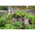 50 LINGONBERRY Mountain Cranberry Vaccinium Vitis-Idea Red Berry Edible ...