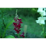 250 ' WELCOME ' SNAPDRAGON Antirrhinum Majus Dark Crimson Red Near ...