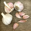 California Jumbo Garlic, 3 Bulbs. Great for Fall Planting! Non GMO ...