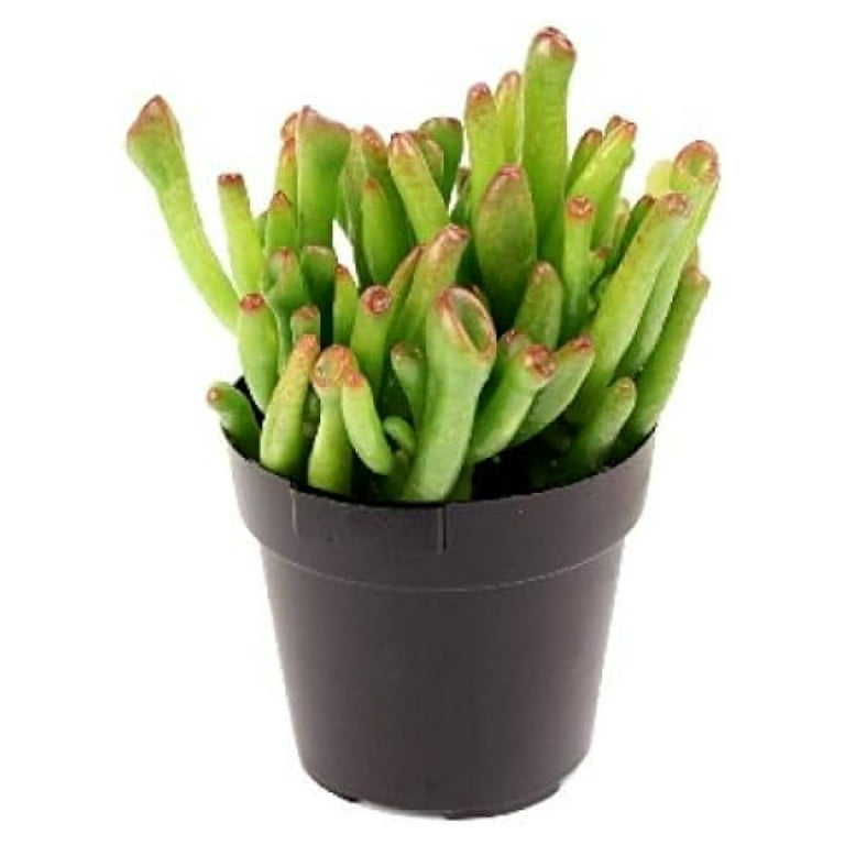 Crassula ovata GOLLUM Jade vs Crassula Ovata Hobbit CARE Propagation