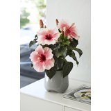 Island Blooms Live Indoor 14in. Tall Hibiscus Plant in 5in. Grower's ...