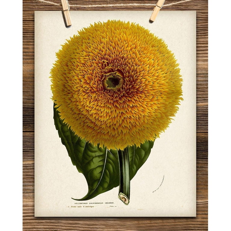 Sunflower Botanical Illustration