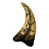 Utahraptor Dinosaur Claw Replica - 7" - Walmart.com