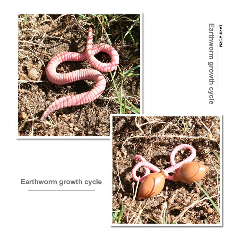 Earthworm Diagram For Kids