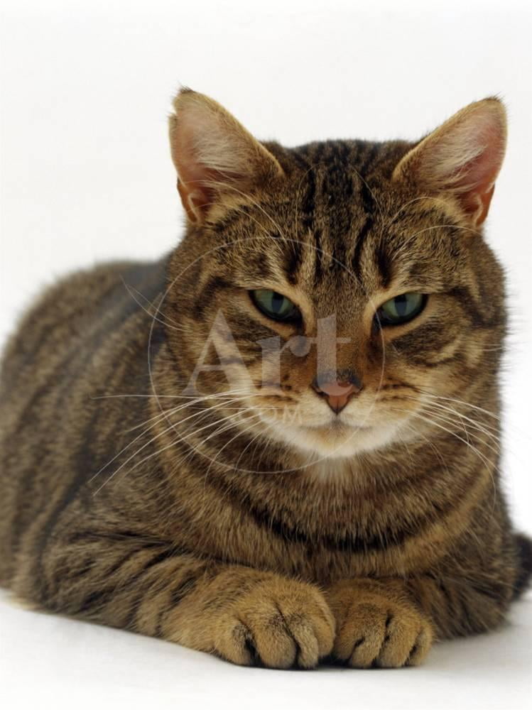 Domestic Cat, Striped Tabby Male, Animals Unframed Photographic Print ...