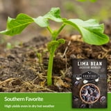 2 Packs Jackson Wonder Lima Bean Seed - Non-GMO Heirloom Full Sun ...