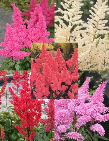 Mixed Astilbe Value Bag - Walmart.com