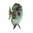 Lifelike 15" Freshwater Crappie Fish Resin Plaque Sunfish Wall Mount ...