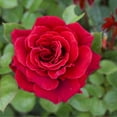 Heirloom Roses - Eleganza® Gypsy Soul Hybrid Tea Rose Bush - Walmart.com
