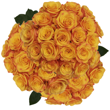 Blue Fairy Roses - 50 cm - Fresh Cut Flowers - 50 Stems - by ...