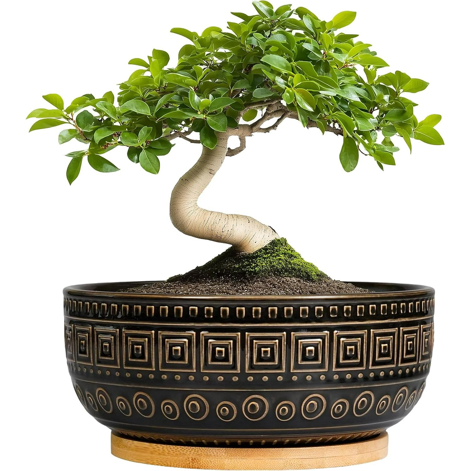Click here for Siabc-Bonsai Planter - 8 Inch Ceramic Succulent Po... prices