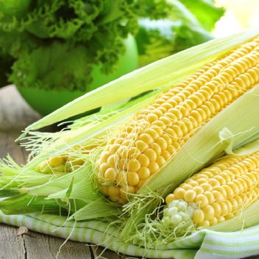Honey Select Hybrid Triplesweet Corn Garden Seeds (Treated) - 1 Lb ...