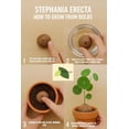 Dormant Stephania Erecta Bulb – Rare Tropical Indoor Caudex Plant ...