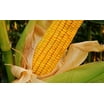 Sleeping Grass Seeds to Grow - 50 Seeds - Amazing Plant That Moves When ...
