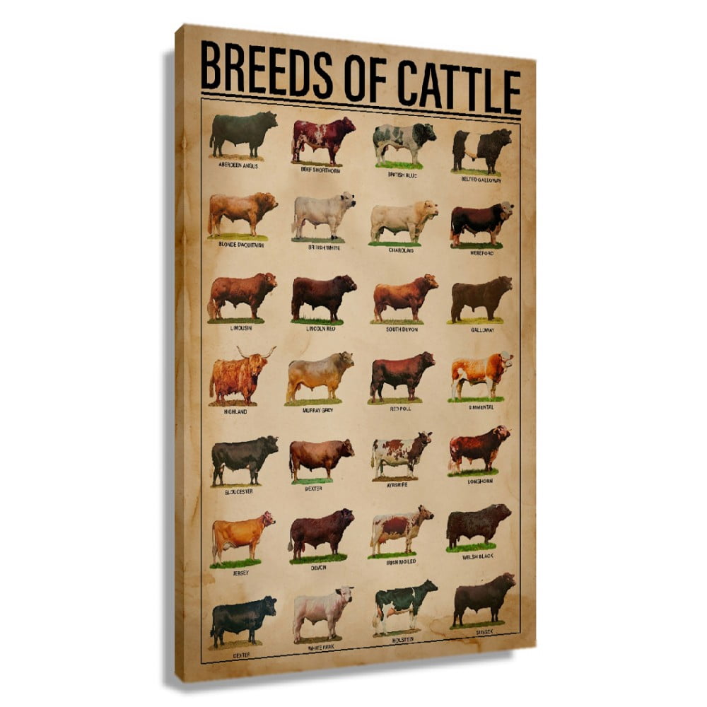 Cattle Knowledge Poster Educational Wall Art Infographic Poster ...
