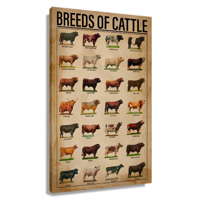 Cattle Knowledge Poster Educational Wall Art Infographic Poster ...
