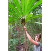 CZ Grain Colossal Chestnut Tree Seeds, Grow Large Chestnuts, 5 Fresh ...