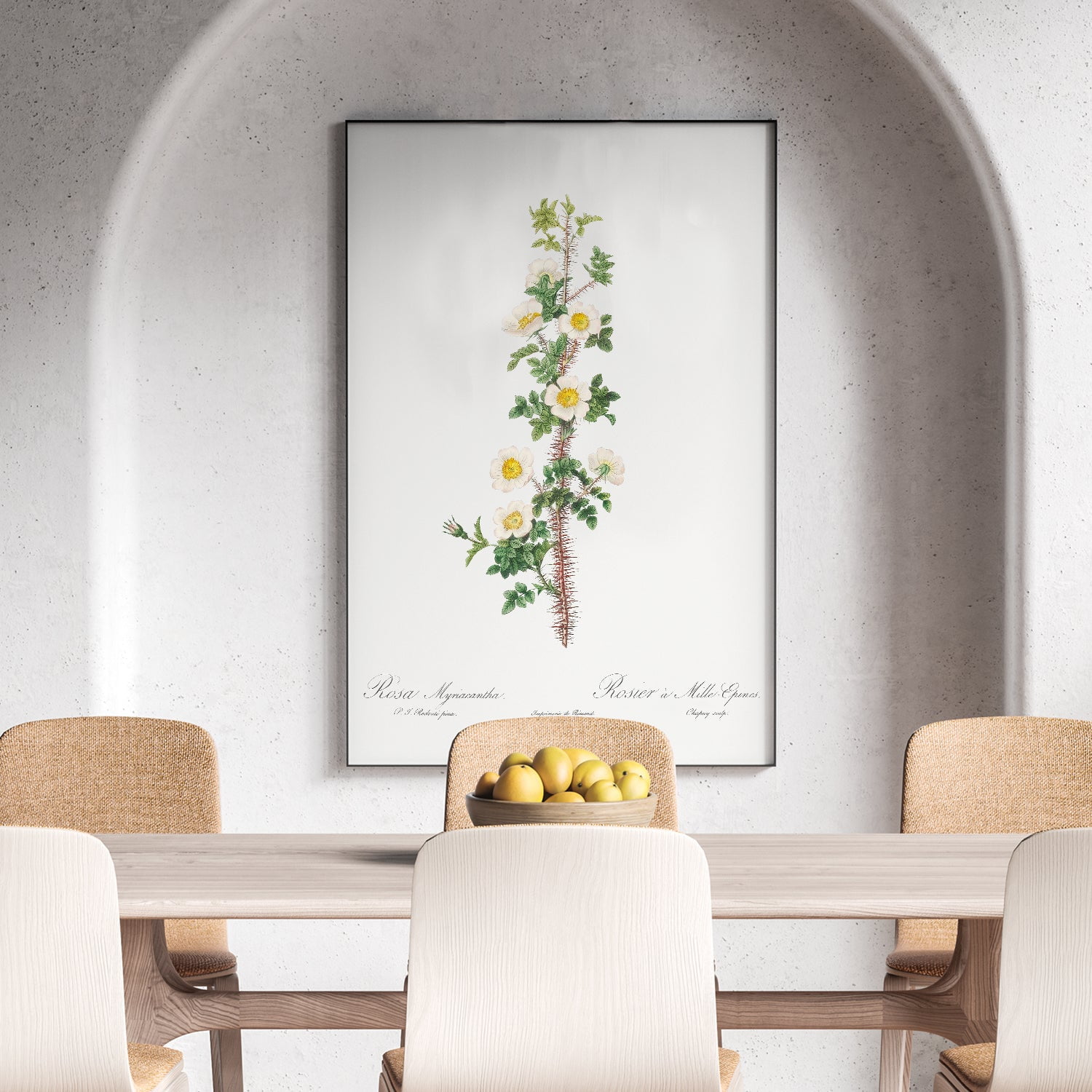 Scotch Rose - 1817–1824 | Pierre-Joseph Redouté | Premium Fine Art ...