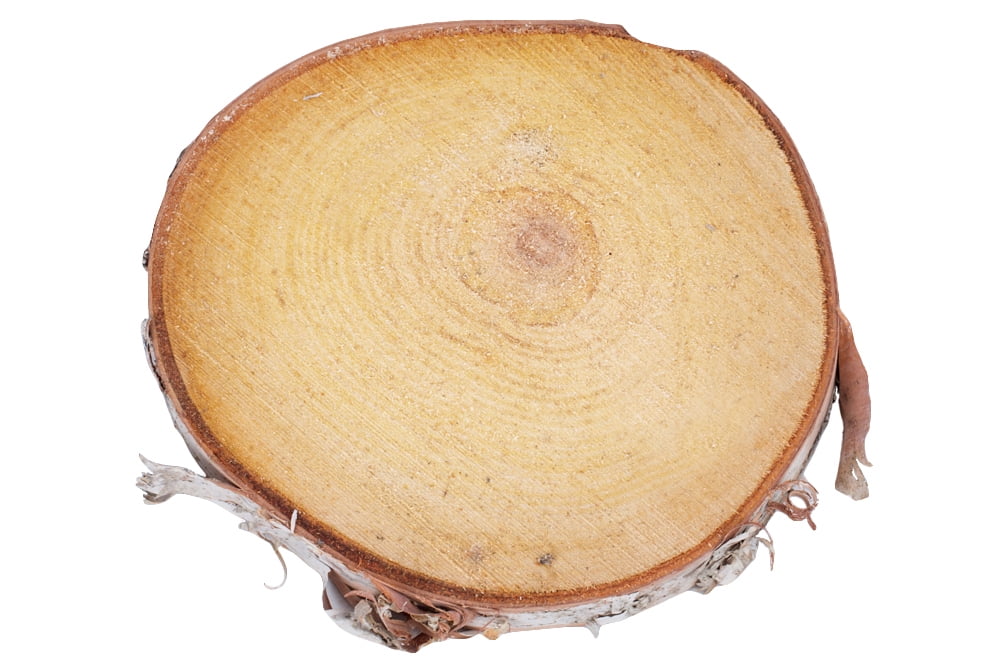 Birch Wood Slab/Slice 7" to 8" Round, Quantity: 1 pc - Natural ...