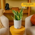 Costa Farms 12" Snake Plant Laurentii Live Plants in 5" Self-Watering ...