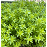 Live Sedum Tokyo Sun Plant - Yellow Stonecrop Plant - Tokyo Sun ...
