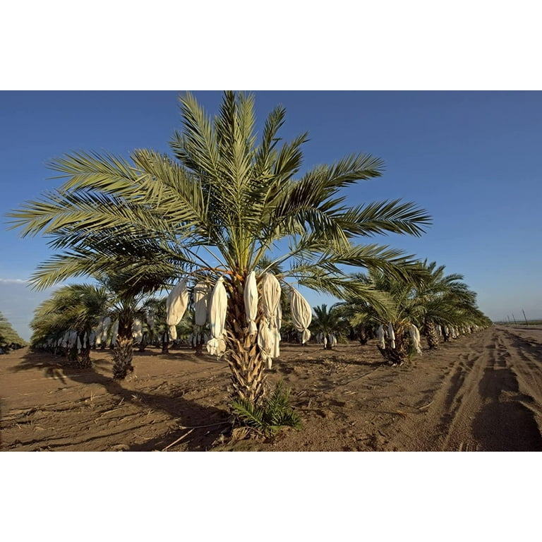 Medjool Dates Tree