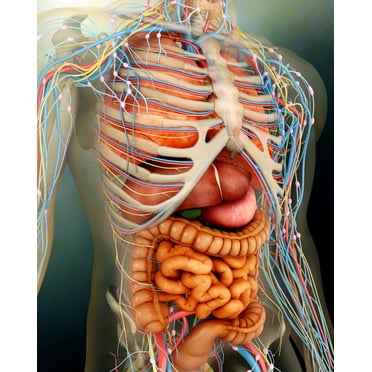 Human midsection with internal organs Poster Print (12 x 16) - Walmart.com