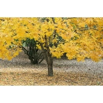 Seedville 10 Yellow Ash Tree Plant Seeds, White Flowers Cladrastis ...