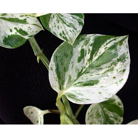 Marble Queen Devil's Ivy - Pothos - Epipremnum - 6" Hanging Basket ...