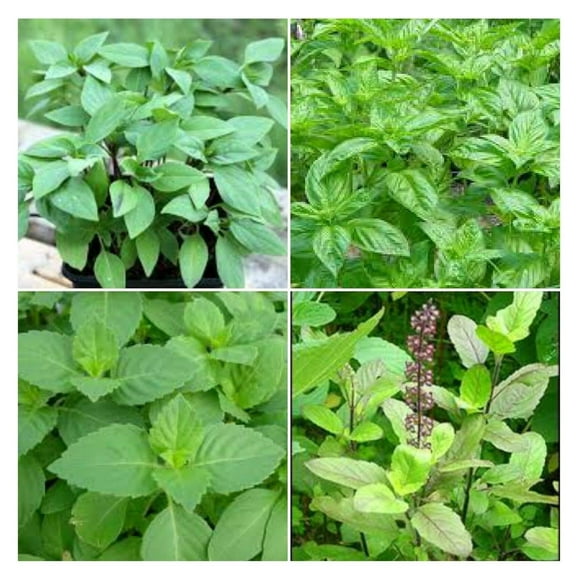 Holy Basil Plants