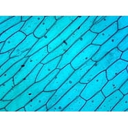 Microscope Slide of Zea Mays (Corn) Stem; Cross Section & Longitudinal ...