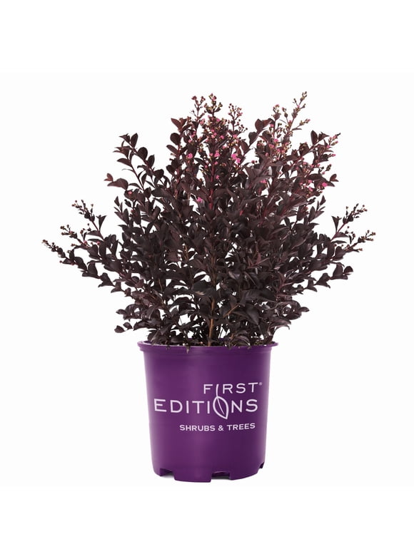 Crape Myrtle Trees in Garden Bushes - Walmart.com