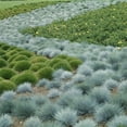 Outsidepride Perennial Blue Fescue Drought Tolerant Ornamental Grass ...
