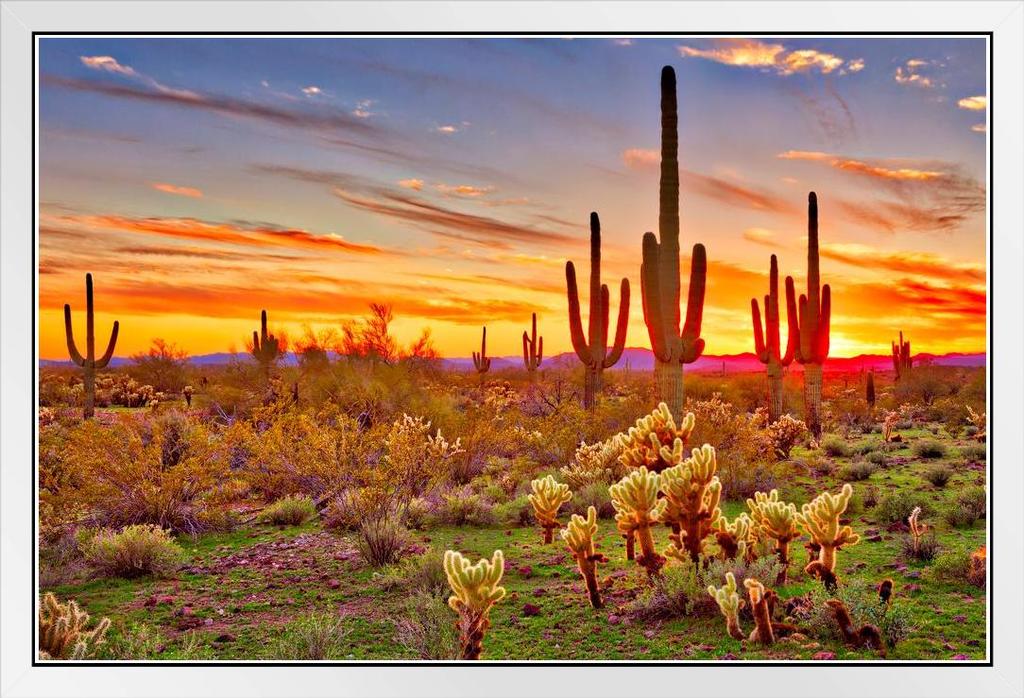 Colorful Desert Sunset with Saguaro Cactus Sonoran Arizona Southwest ...
