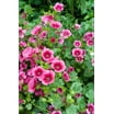 10 VULCAN MALOPE Trifida / Mallowwort / Mallow Flower Seeds - Walmart.com