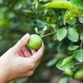 ⭐ Gardenera's Premium Lime Soil Mix - Fast-Draining Potting Soil for ...