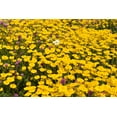 250 GOLDEN MARGUERITE DAISY Dyer's Yellow Chamomile Anthemis Tinctoria ...