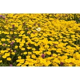 250 GOLDEN MARGUERITE DAISY Dyer's Yellow Chamomile Anthemis Tinctoria ...