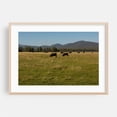 Cows in a Field - Photography Pastoral Farm Rural Landscape Nature ...