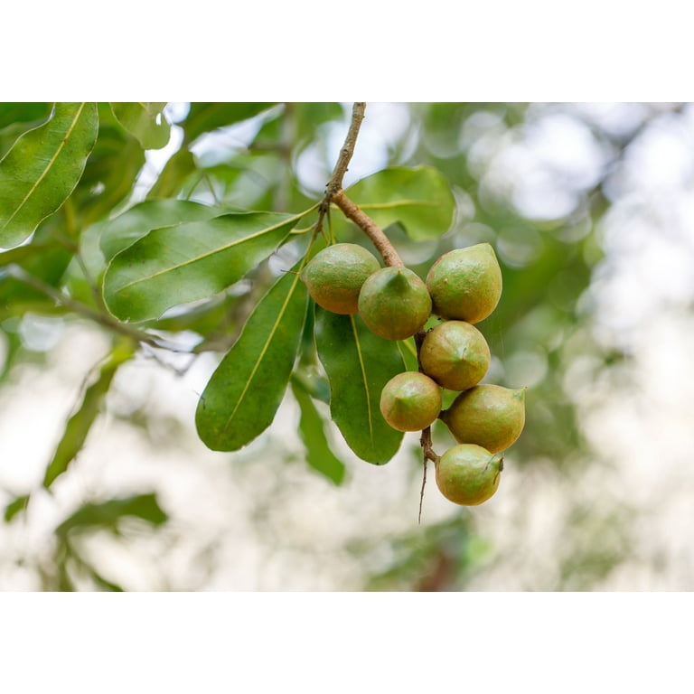 Macadamia Fruit
