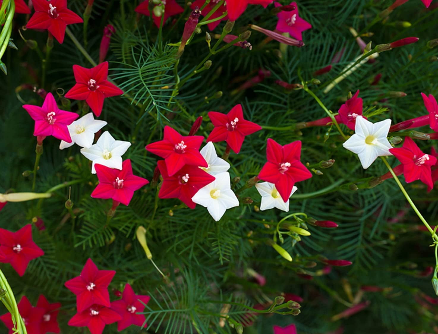 Cypress Flower