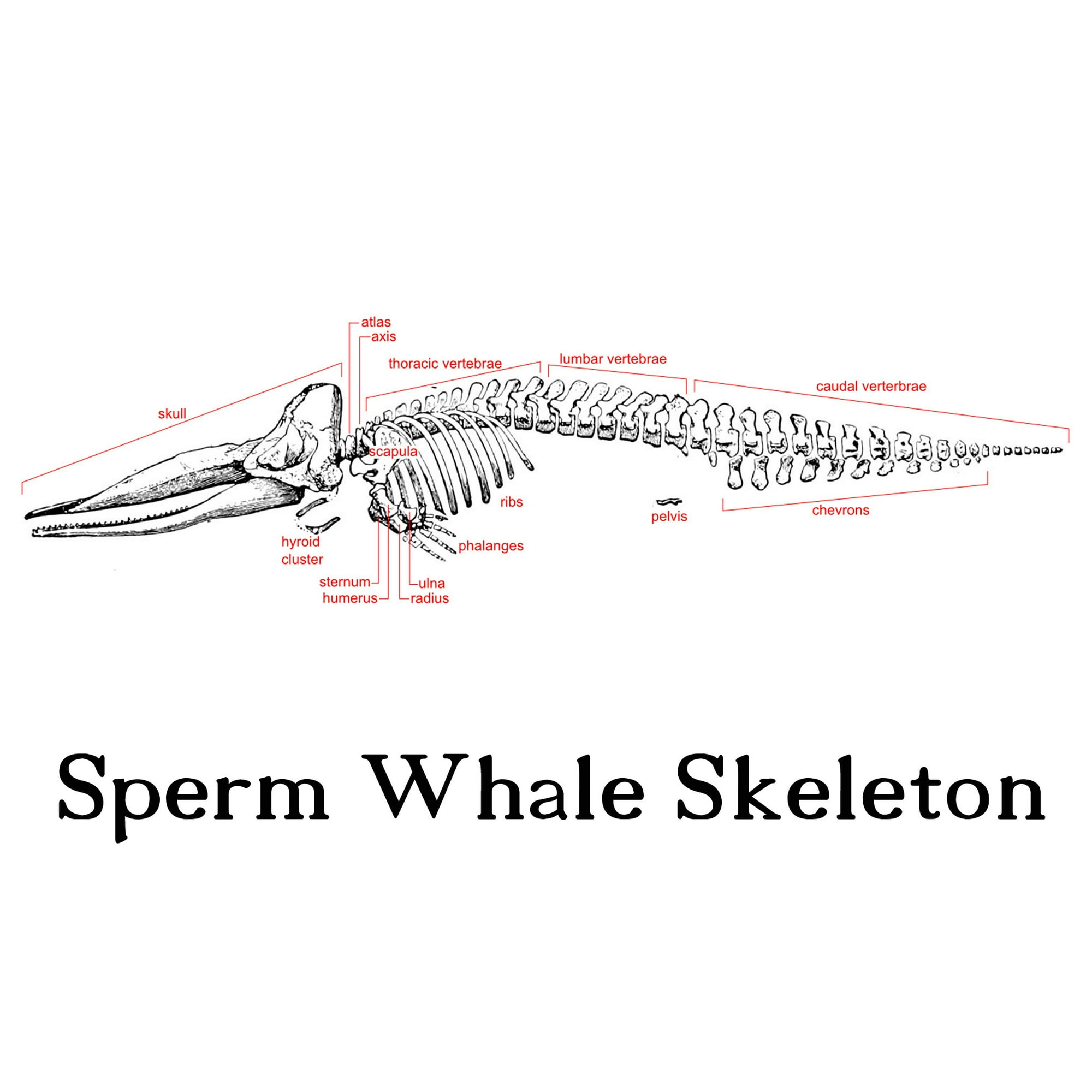 Sperm Whale Skeleton Diagram