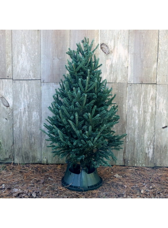 Real Christmas Trees in Christmas Trees by Type - Walmart.com