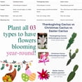 2 Pink Easter Cactus Plants Live, Christmas Cactus Thanksgiving Cactus ...