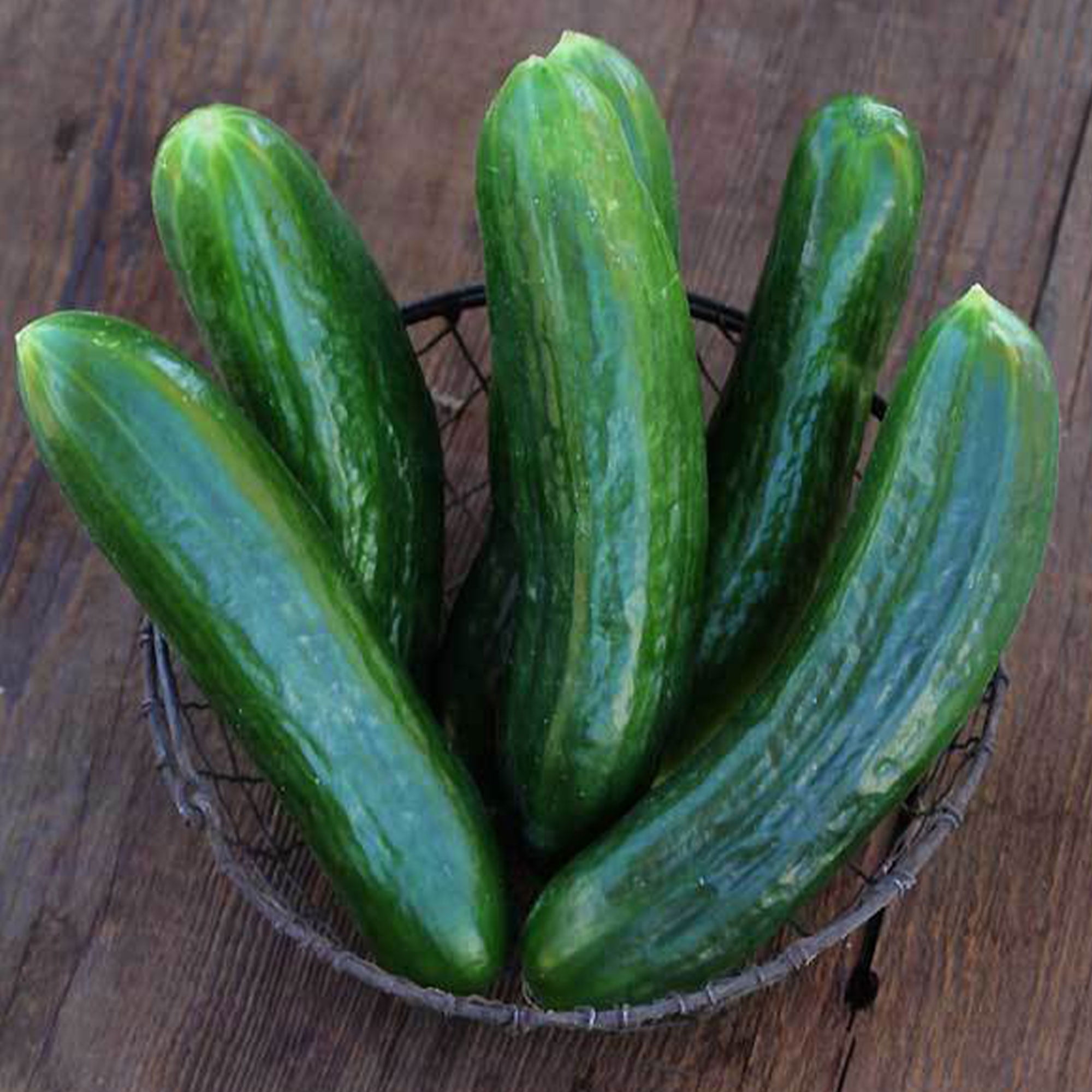 Organic Muncher Burpless Cucumber Seeds - 1 g ~30 Seeds - Organic ...