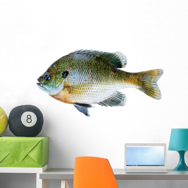 Bluegill Sunfish Lepomis Macrochirus Wall Decal by Wallmonkeys Peel and ...