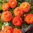 Perennial Ranunculus Style Garden Stake for Outdoor Decoration ...