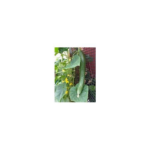 Cucumber Long Green Improved Great Heirloom Vegetable By Seed Kingdom ...