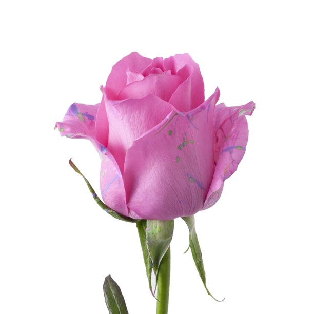 Painted Shirley Confetti Roses 50 cm - Fresh Cut - 50 Stems - Walmart ...